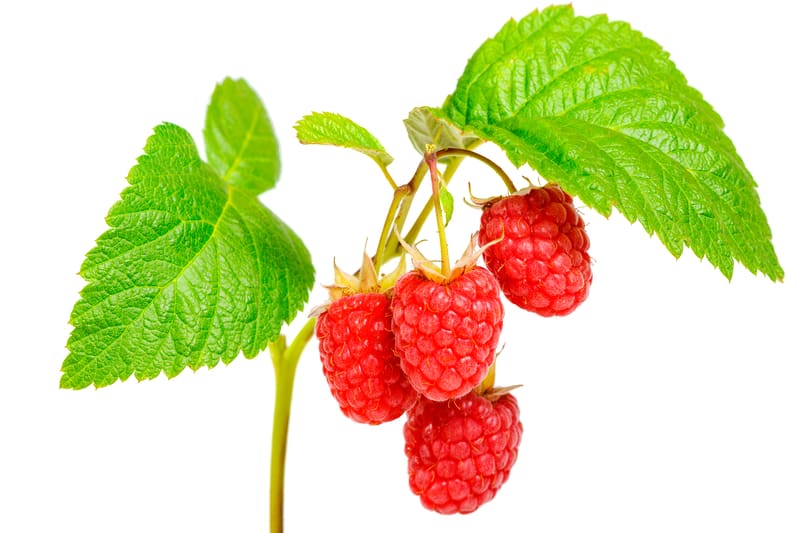 Raspberry herb - Animal Aromatics