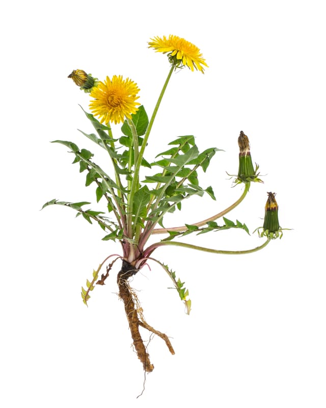Dandelion - Animal Aromatics