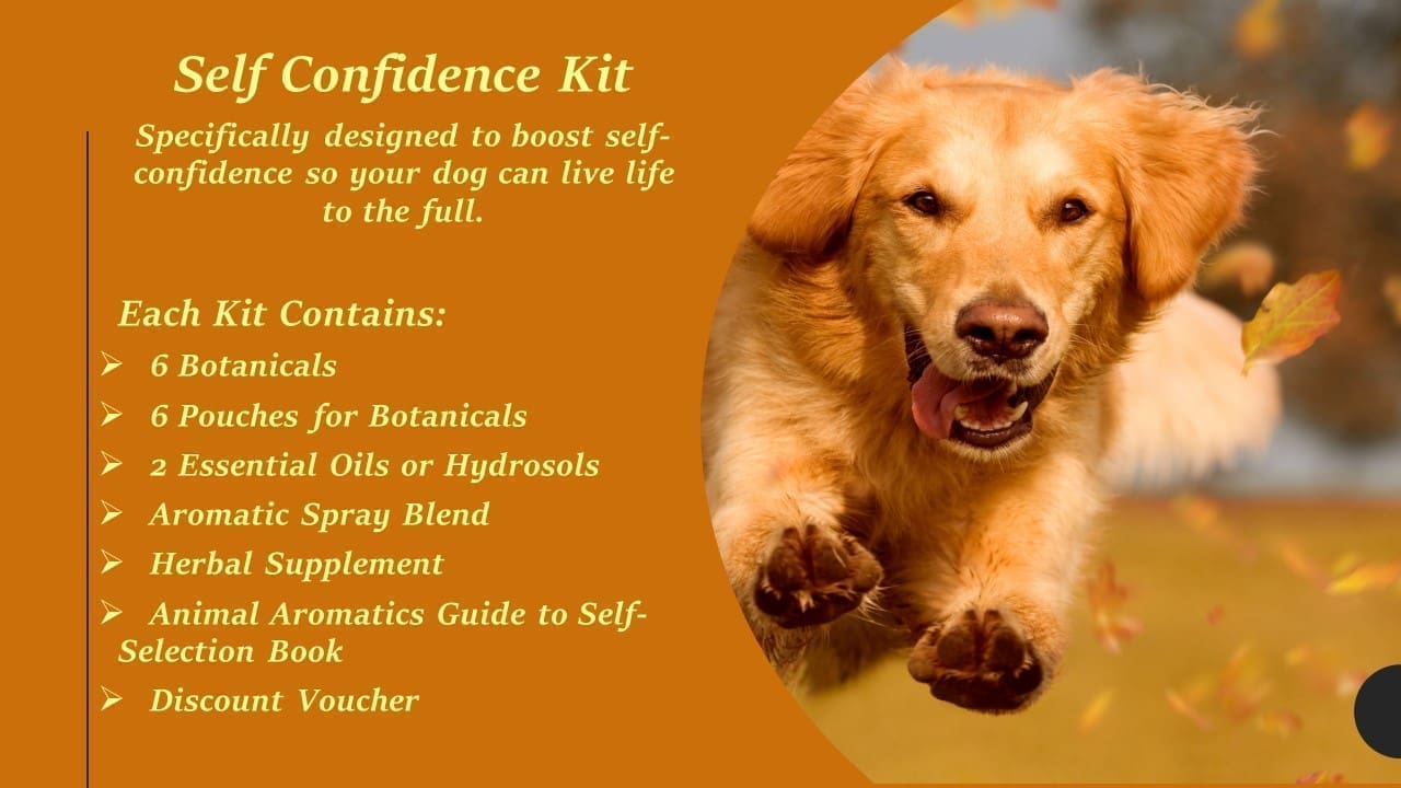 Self-confidence Kit - Animal Aromatics