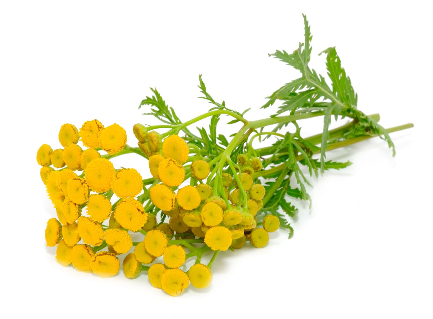 Blue Tansy - Animal Aromatics